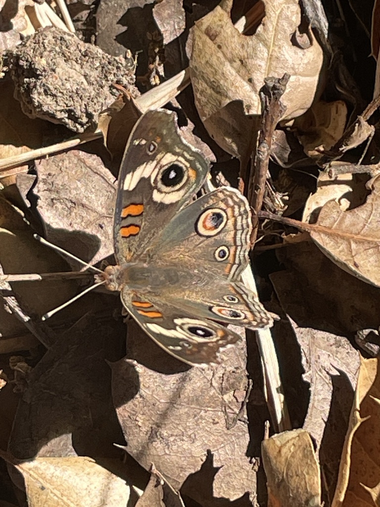 Gray Buckeye from China Camp State Park, San Rafael, CA, US on ...