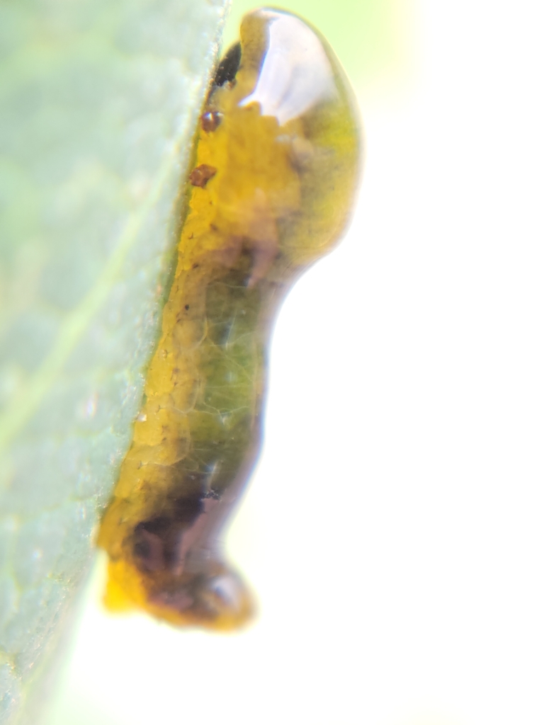 Cherry Slug Sawfly from Westbound Corydon at Kelvin, Winnipeg, MB R3P ...