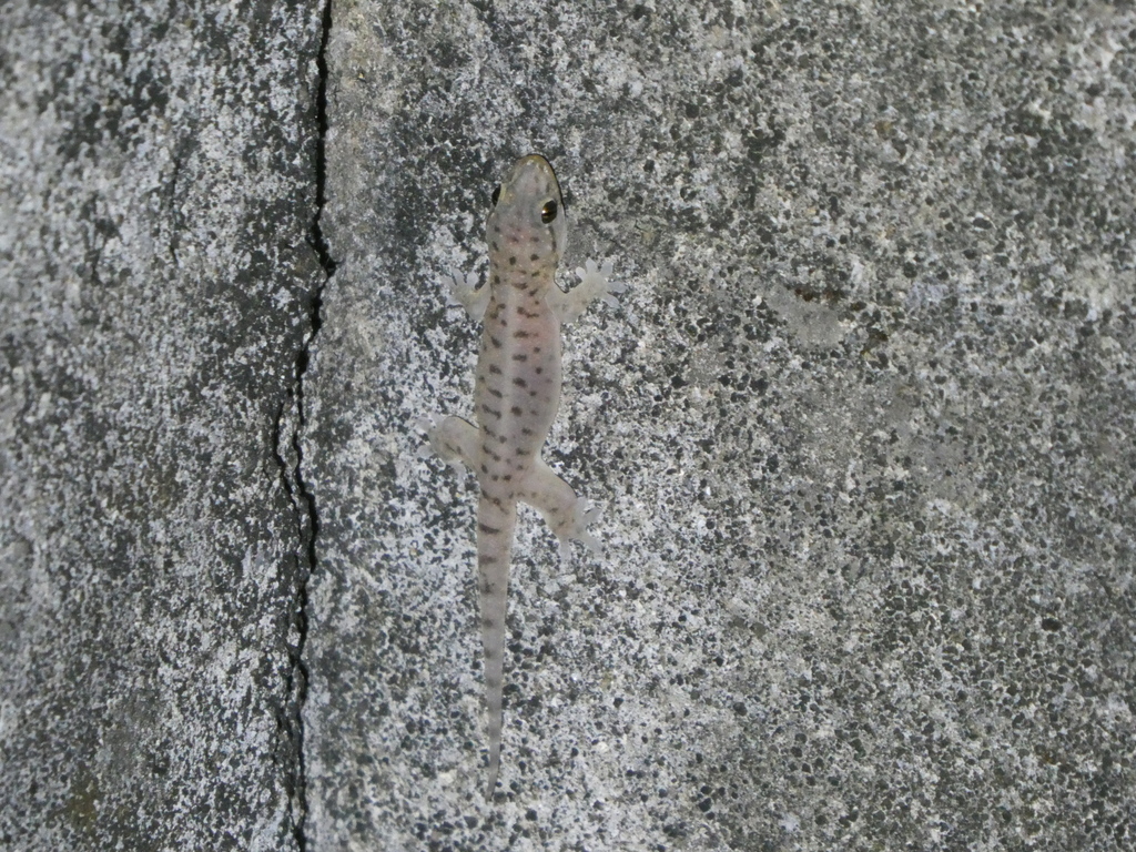 Common Four-clawed Gecko from Okuma, Kunigami, Kunigami District ...