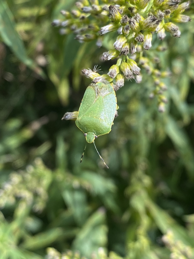 Green Stink Bug from Boonton Ave, Boonton, NJ, US on September 16, 2023 ...