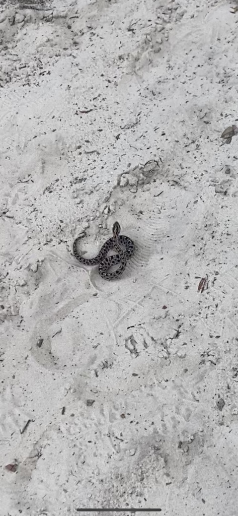 Pygmy Rattlesnake from Florida State Parks, Clermont, FL, US on ...