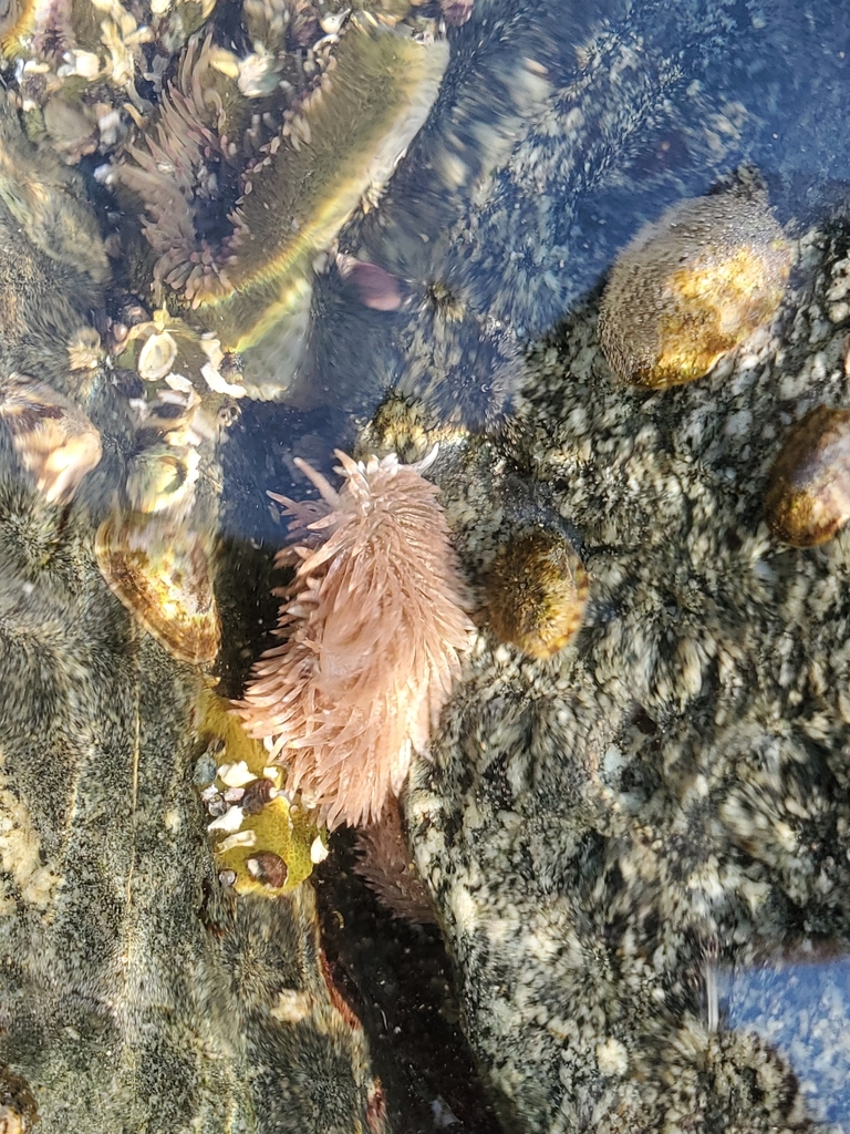 Aeolidia from Victoria on September 16, 2023 at 01:54 PM by ...