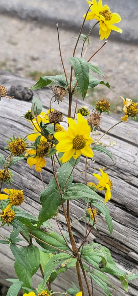 showy goldeneye from Yellowstone National Park on September 2, 2023 at ...