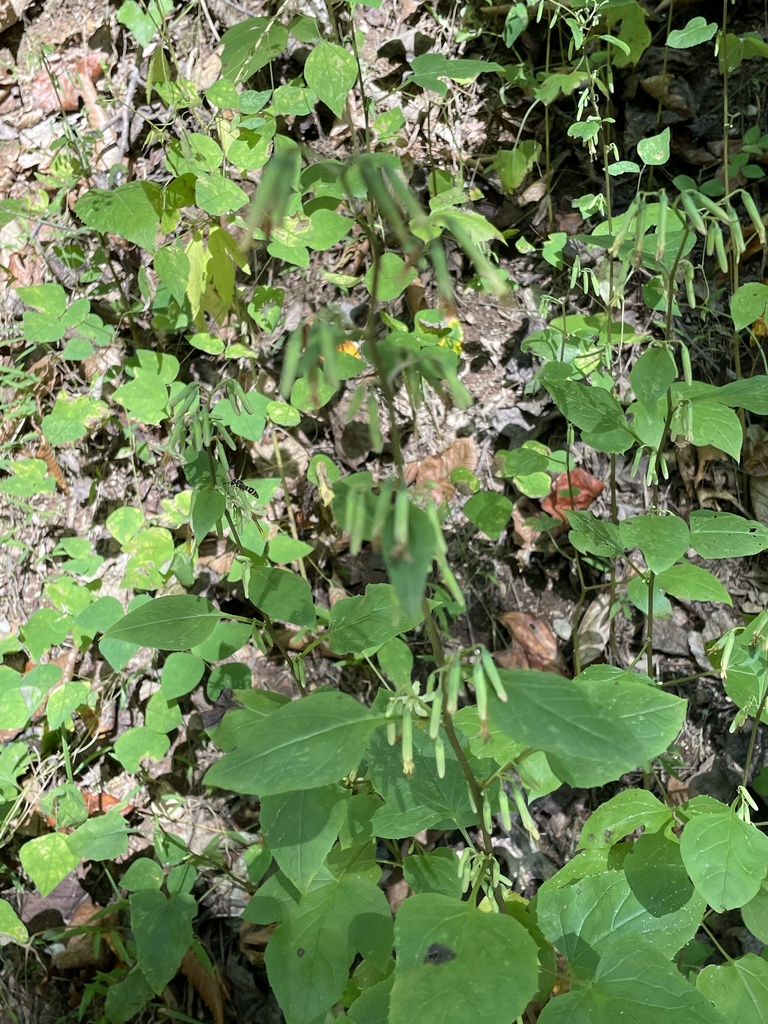 tall rattlesnake root from Hyattstown Mill Rd, Clarksburg, MD, US on ...