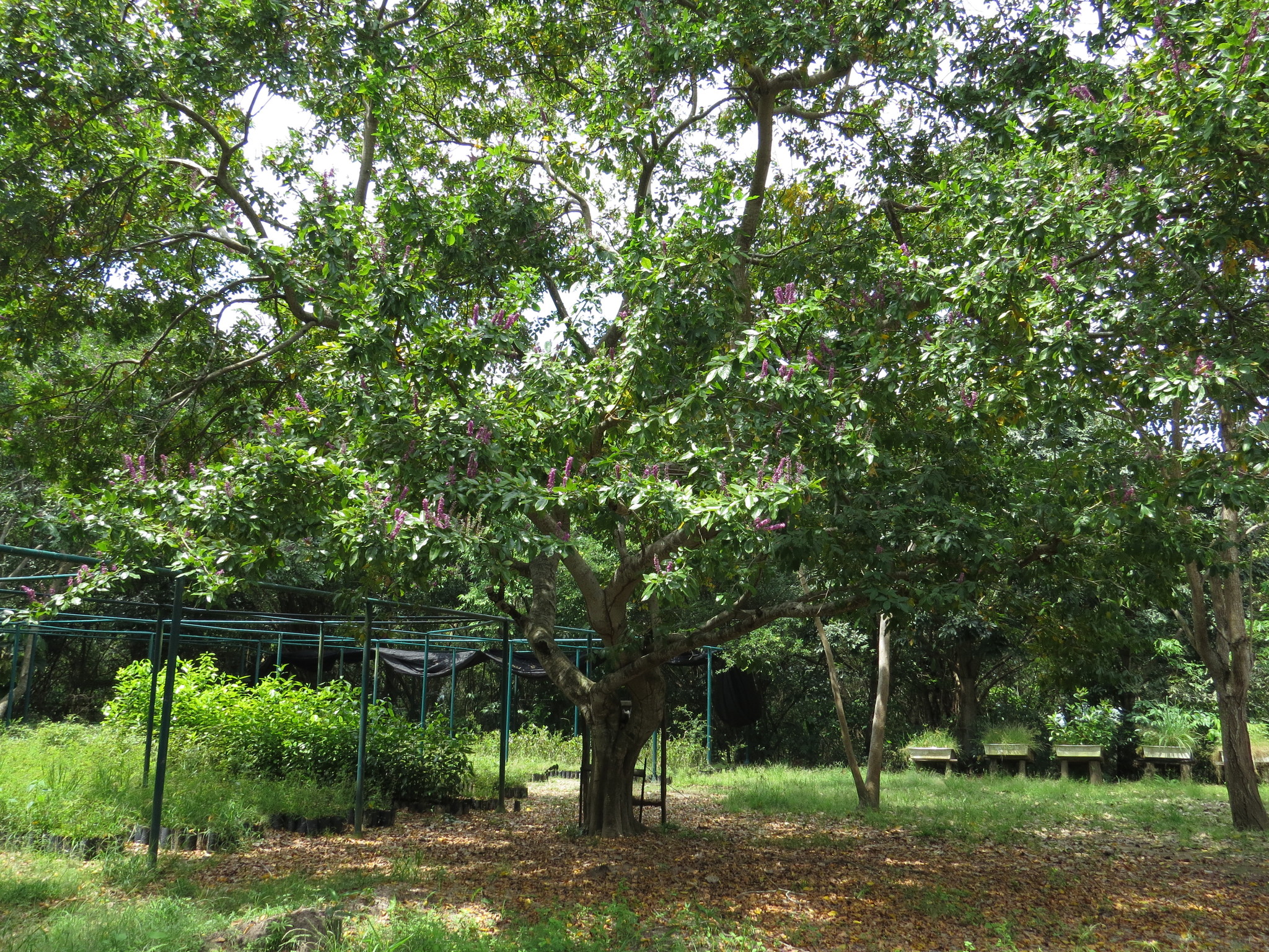 Lonchocarpus hondurensis Benth.