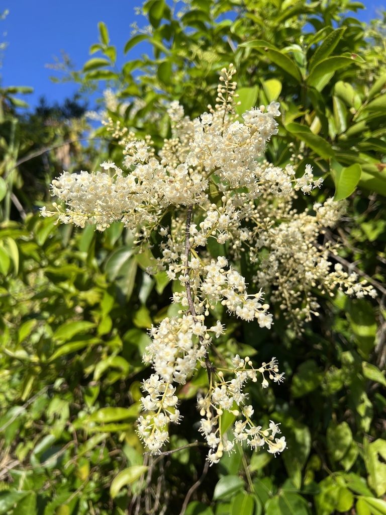 (Rourea surinamensis) - Botanical Realm