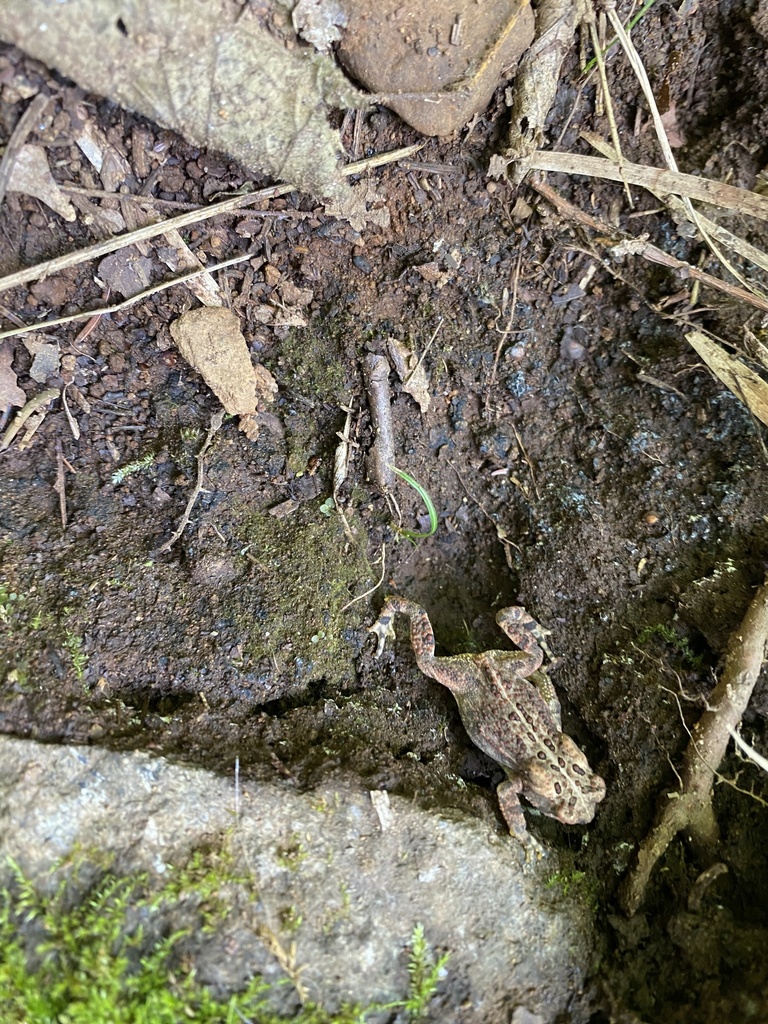 American Toad from Lake Desor, Eagle Harbor, MI, US on August 29, 2023 ...
