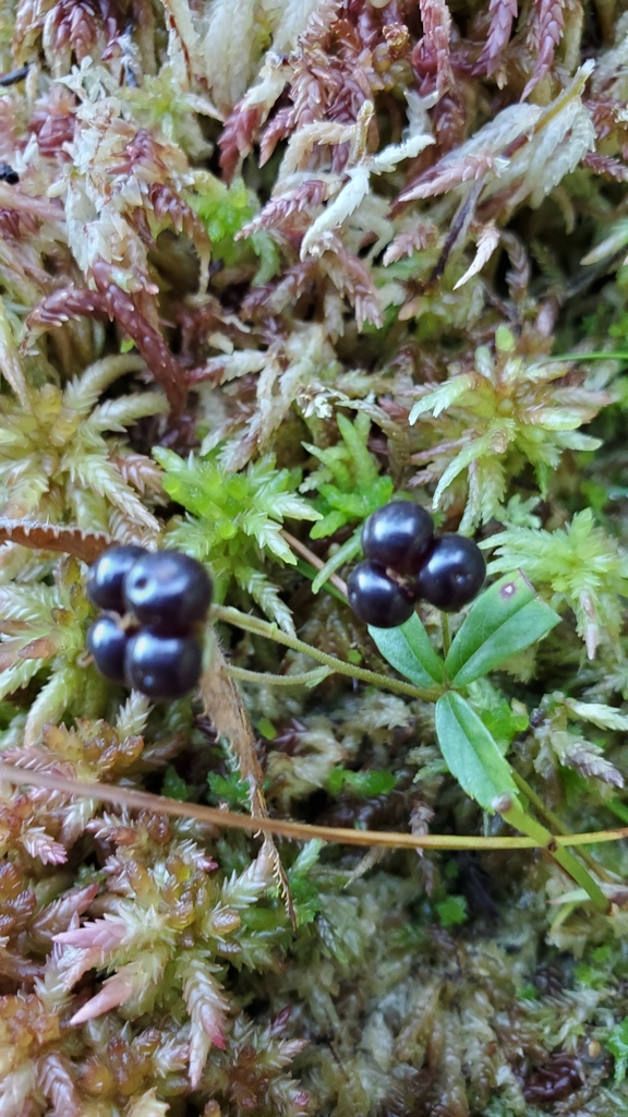 swamp dewberry from Tunkhannock Township, PA, USA on September 16, 2023 ...