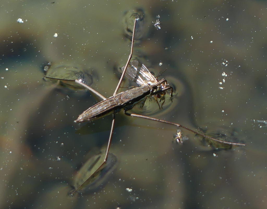 North American Common Water Strider from Klamath National Forest ...