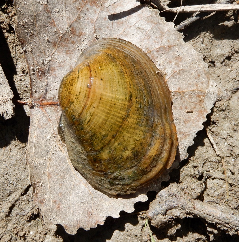 Northern Riffleshell in September 2023 by sapayoa · iNaturalist