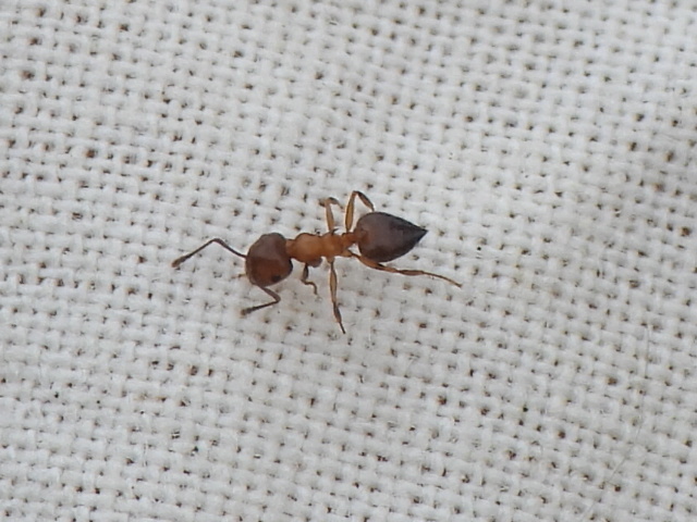 Shiny Acrobat Ant from West Meadowbrook, Fort Worth, TX, USA on ...