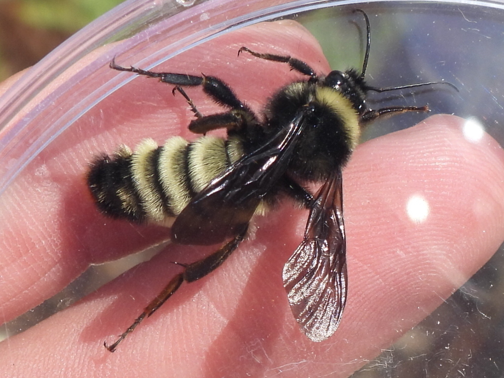 American Bumble Bee from West Meadowbrook, Fort Worth, TX, USA on ...