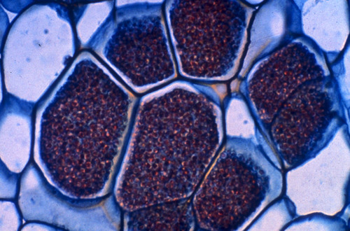 orden Plasmodiophorida · NaturaLista Colombia