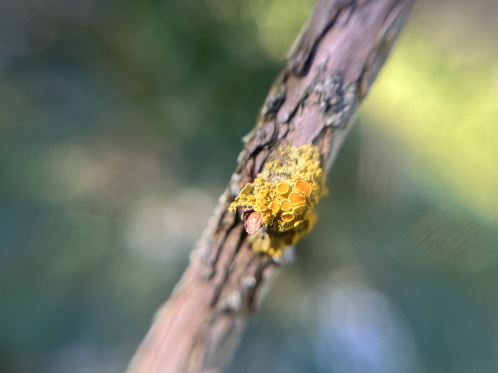 Pin-cushion Sunburst Lichen from Arnot Forest Ln, Van Etten, NY, US on September 16, 2023 at 05: ...