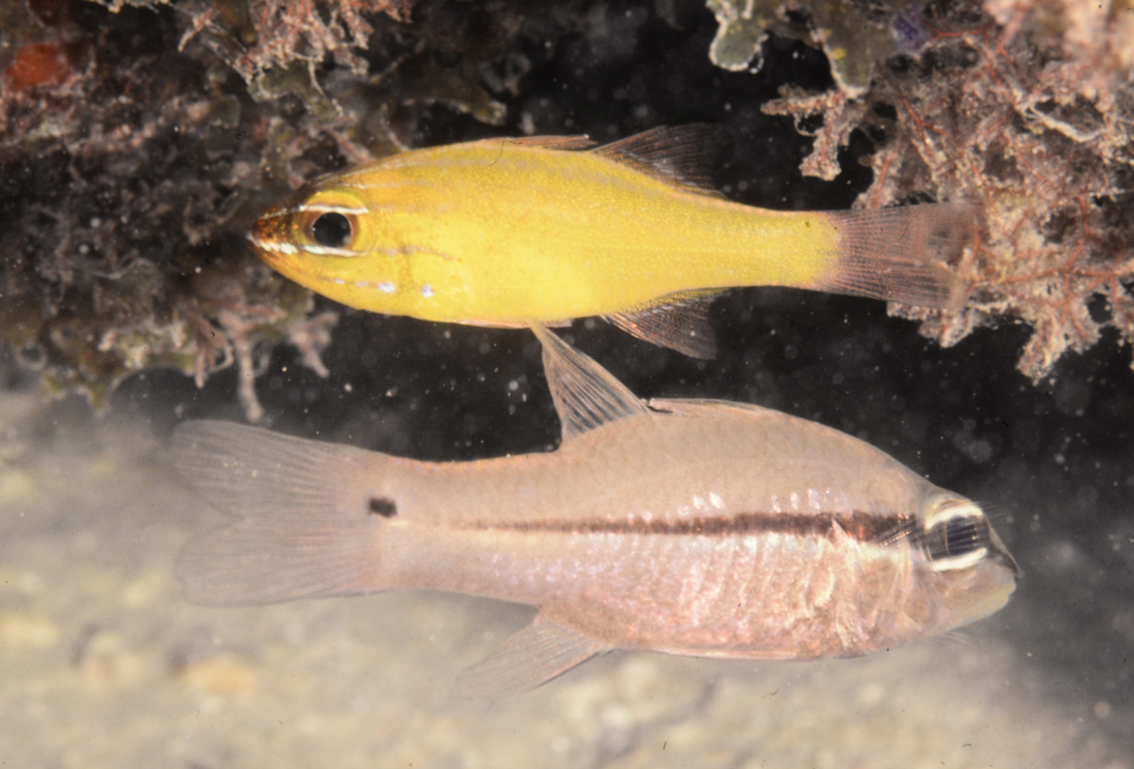 Yellow Cardinalfish (Ostorhinchus luteus) - Marine Life Identification
