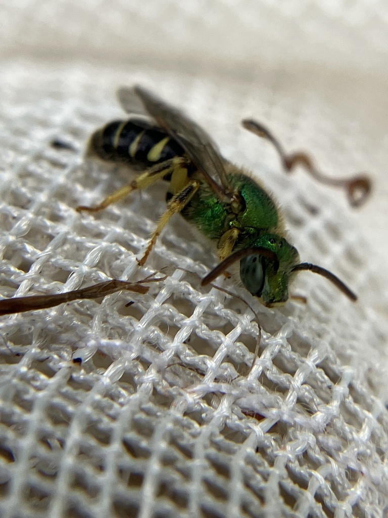 Bicolored Striped Sweat Bee from Campus Pond, Amherst, MA, US on ...