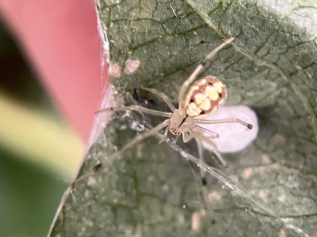 Typical Cobweb Spiders from University of Massachusetts Amherst ...