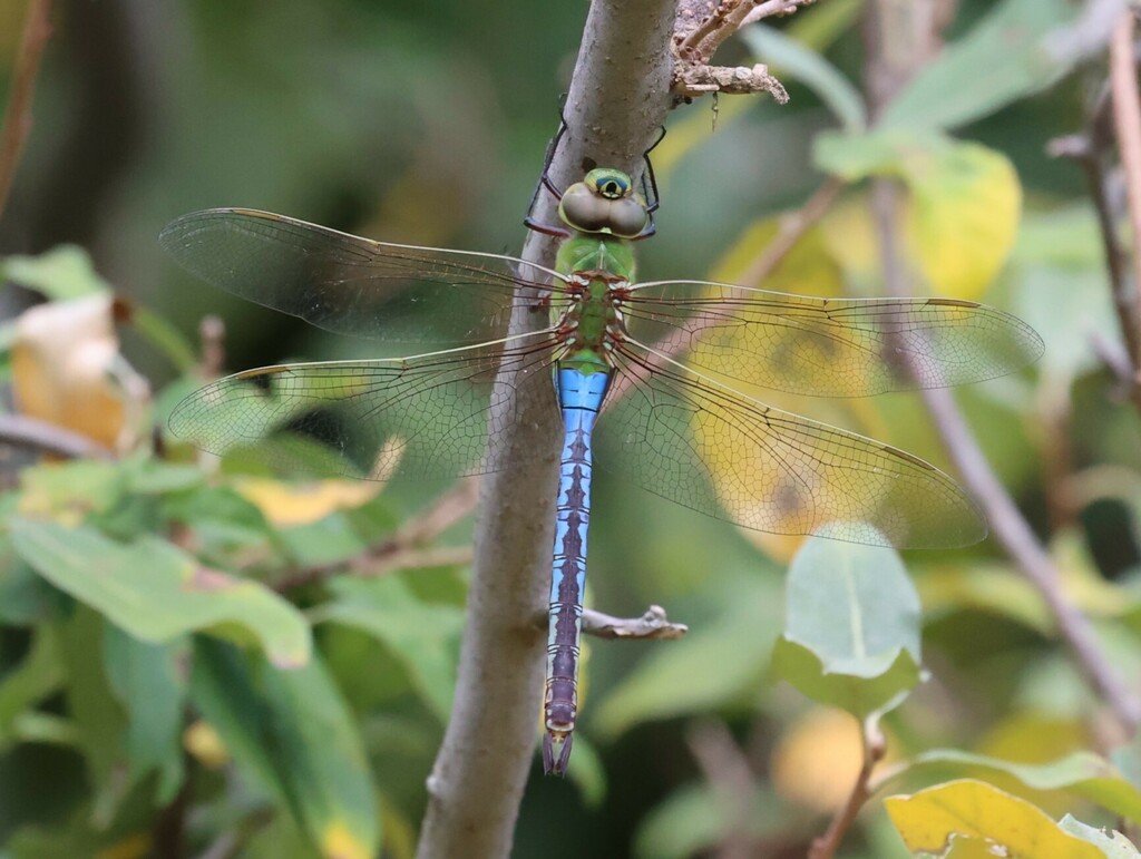 Common Green Darner from Grant Park, Montgomery County, OH, USA on ...