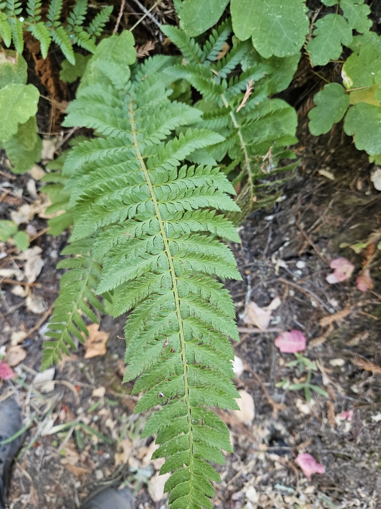 California shield fern from St Helena, CA 94574, USA on September 16 ...