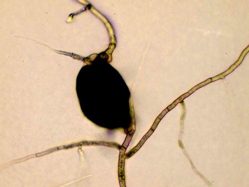 Macrophomina phaseolina · iNaturalist