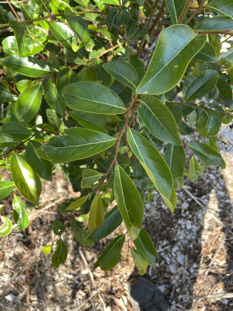 Cheese Tree from Hayward St, Stafford, QLD, AU on September 17, 2023 at ...
