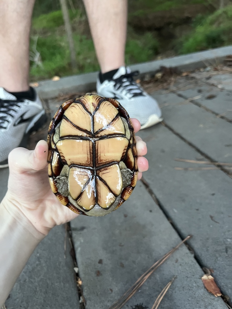 Eastern Mud Turtle in September 2023 by Matthew. Lifer · iNaturalist