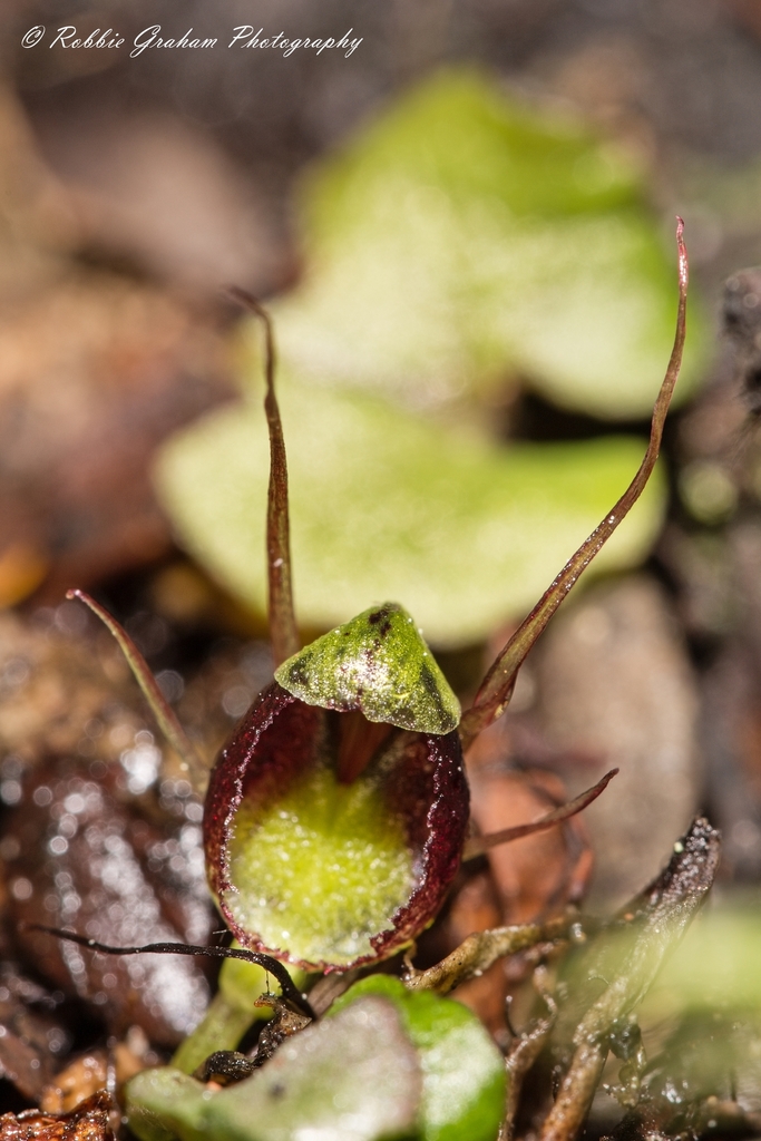 Corybas hypogaeus in September 2023 by Robbie Graham · iNaturalist