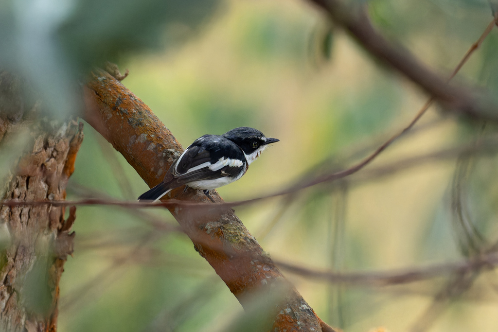 Chinspot Batis from NR 11, Kinihira, Rutsiro, Rutsiro, Ruanda on August ...