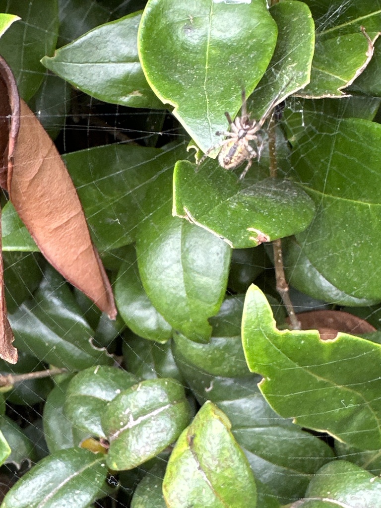 Orbweavers from Tenth St, Arcata, CA, US on September 16, 2023 at 05:22 ...