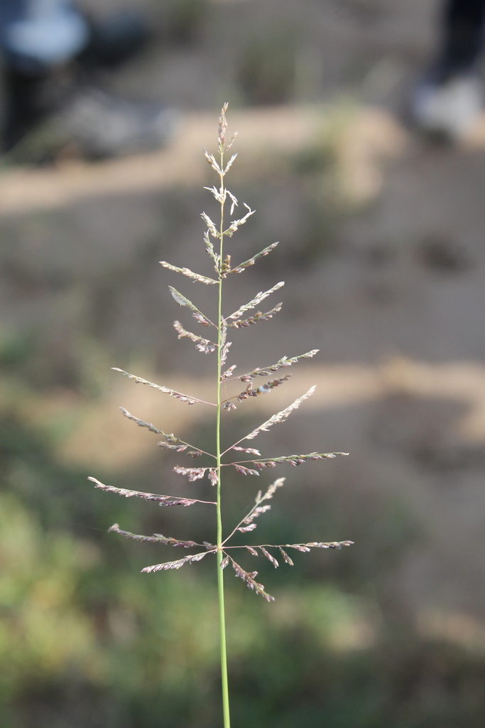 Sporobolus pyramidatus (Pastos de Durango) · iNaturalist