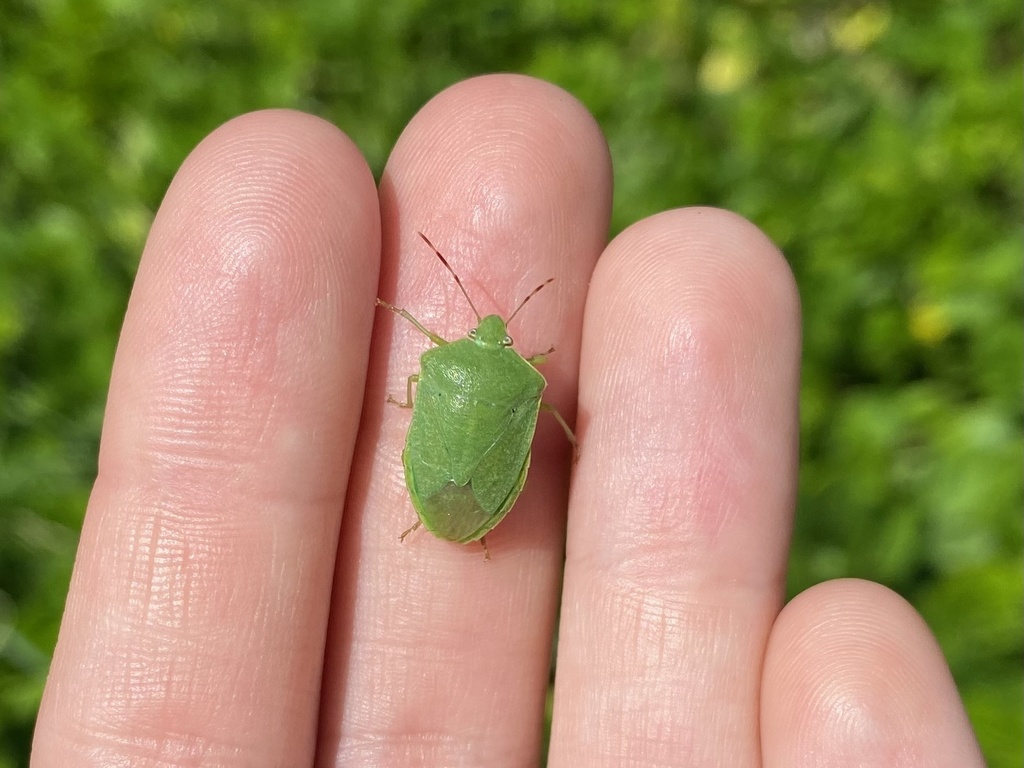 Southern Green Stink Bug from Moorea, French Polynesia, PF on September ...