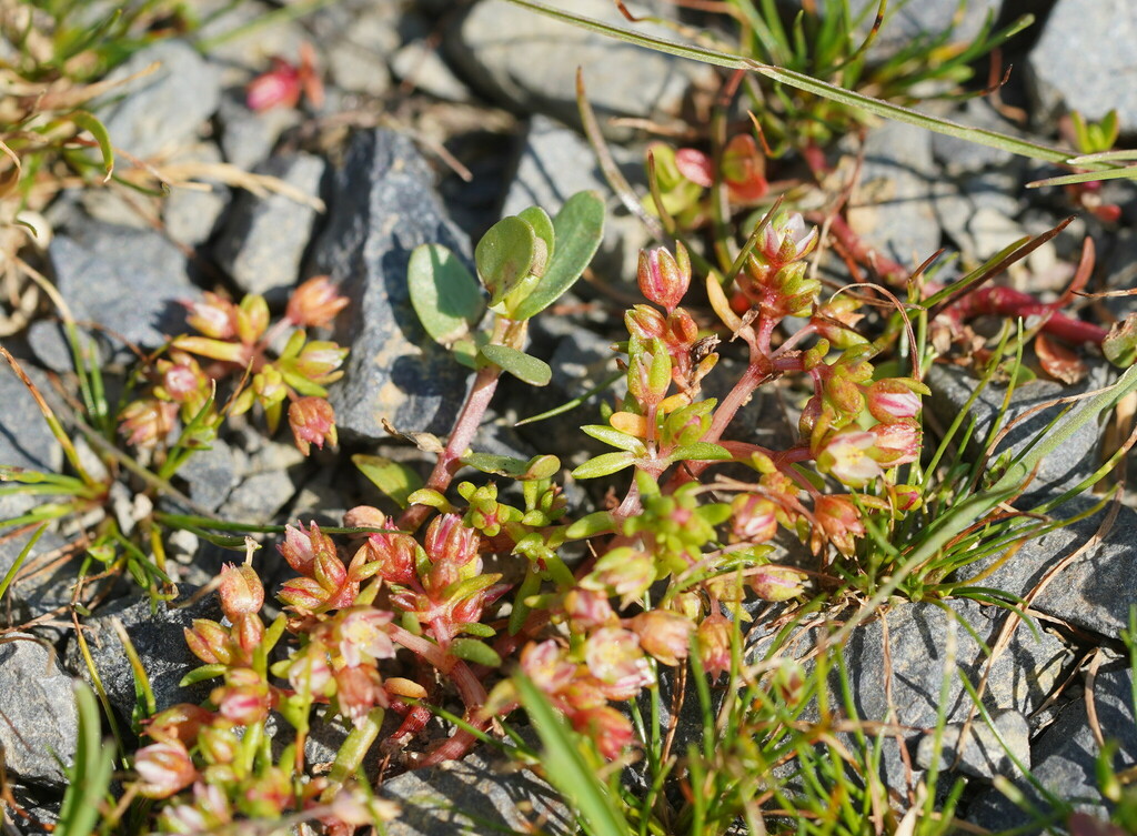Australian Stonecrop from Yarra Ranges - Seville, Victoria, Australia ...