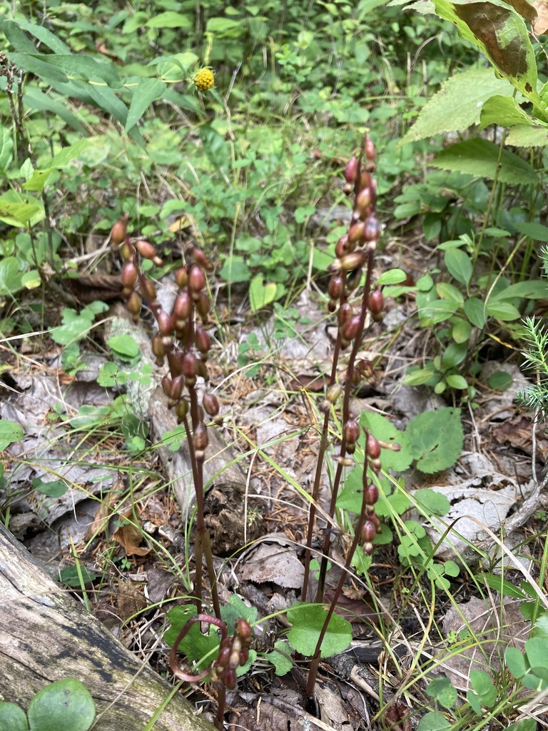 autumn coralroot from King, Ann Arbor, MI, US on September 16, 2023 at ...