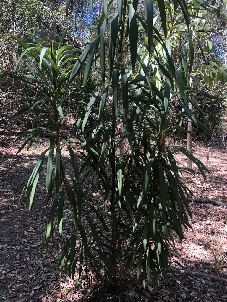 cabbage trees and allies from Kookaburra St, Kenmore Hills, QLD, AU on ...