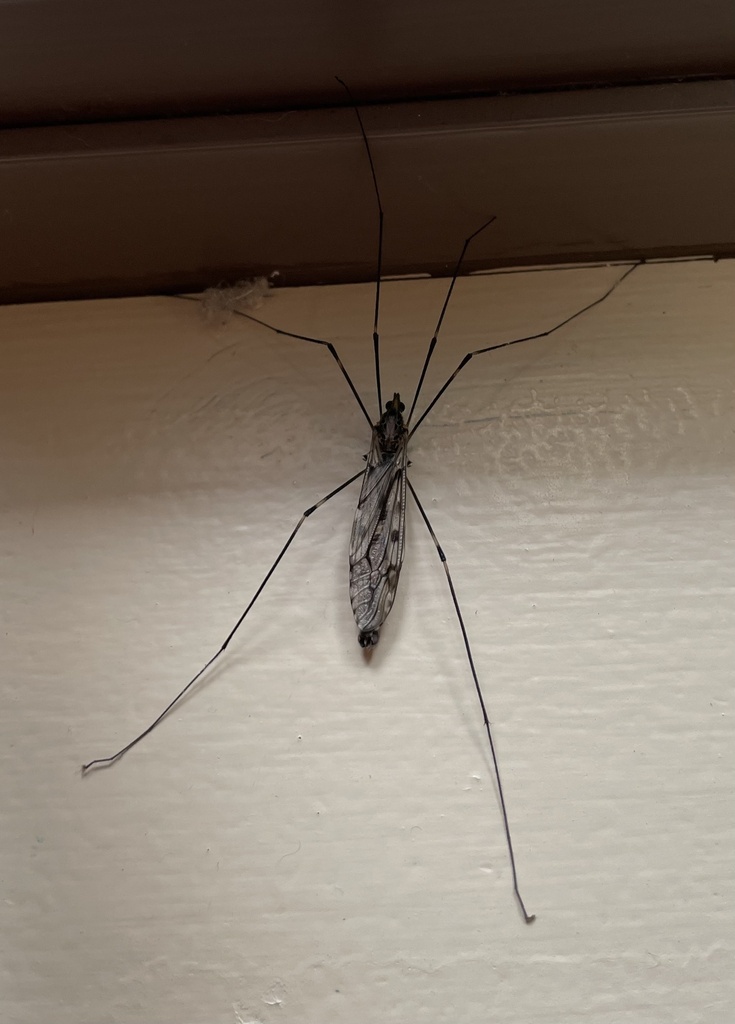 Giant Crane Fly from Foordmore Rd, Kerhonkson, NY, US on September 16 ...
