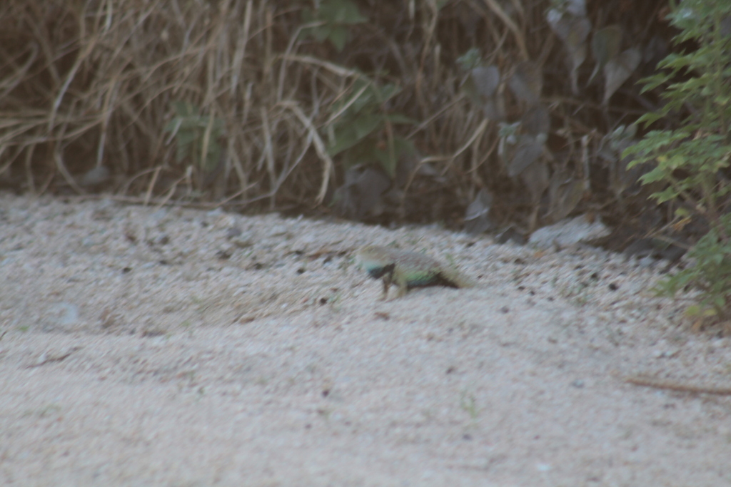 Baja California Spiny Lizard from Tourist Corridor, BCS, México on ...