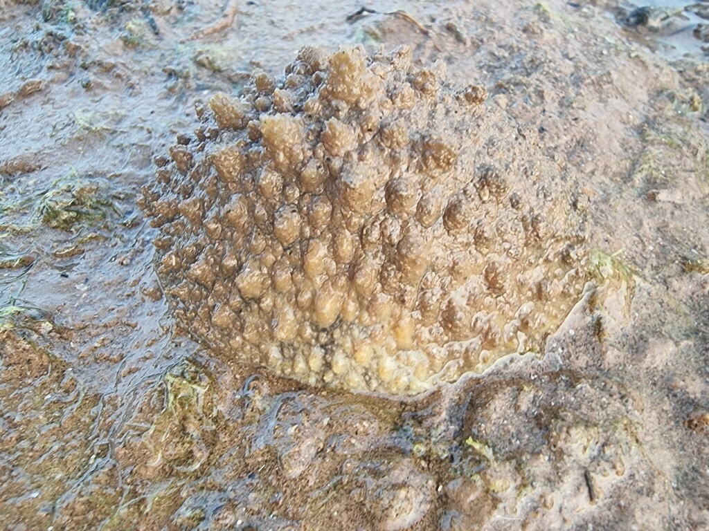 Peronia from Port Hedland, WA, Australia on September 15, 2023 at 05:47 ...