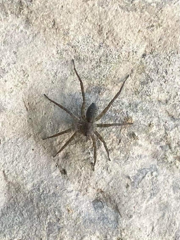 Stone Spider in September 2023 by SpeciesLifelist · iNaturalist