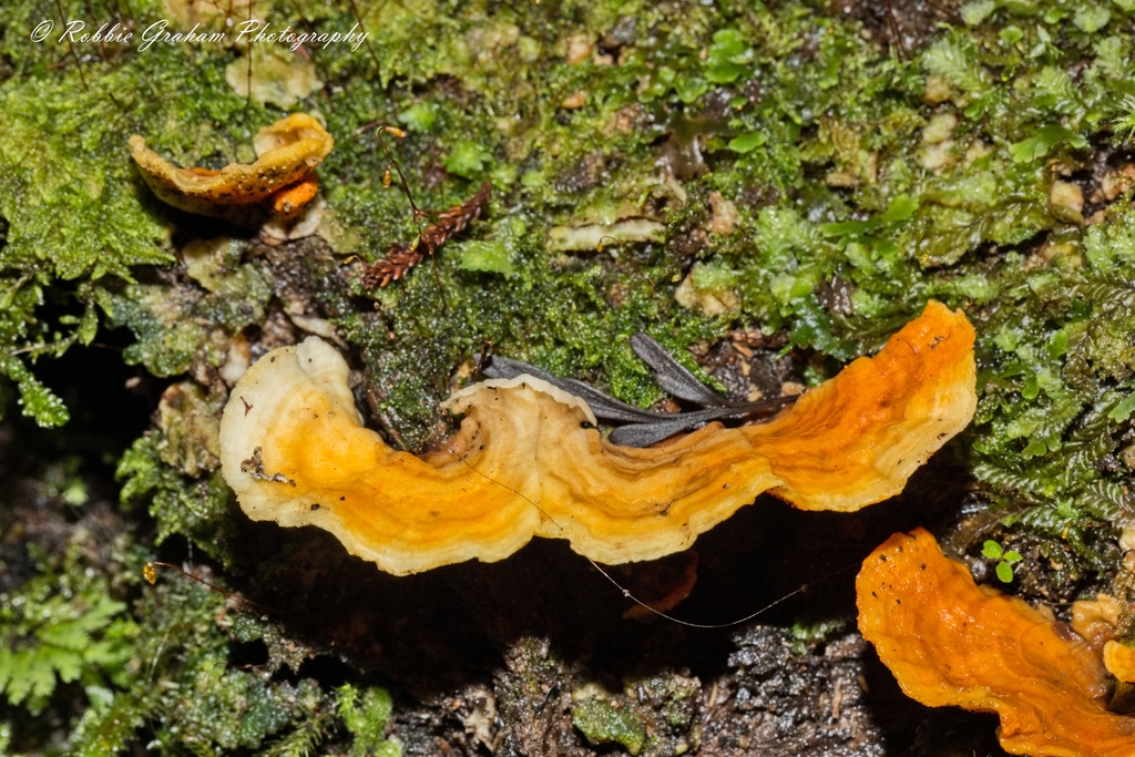 mushrooms, bracket fungi, puffballs, and allies from Ruapehu District ...