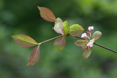 Zabelia coreana · iNaturalist Mexico