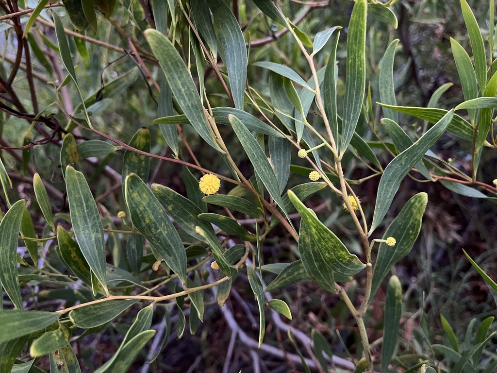 western coastal wattle from Thousand Steps Beach, Laguna Beach, CA, US ...