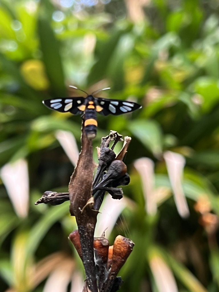 Amata sperbius from Woen Phrabat, Tha Uthen, Nakhon Phanom, TH on ...