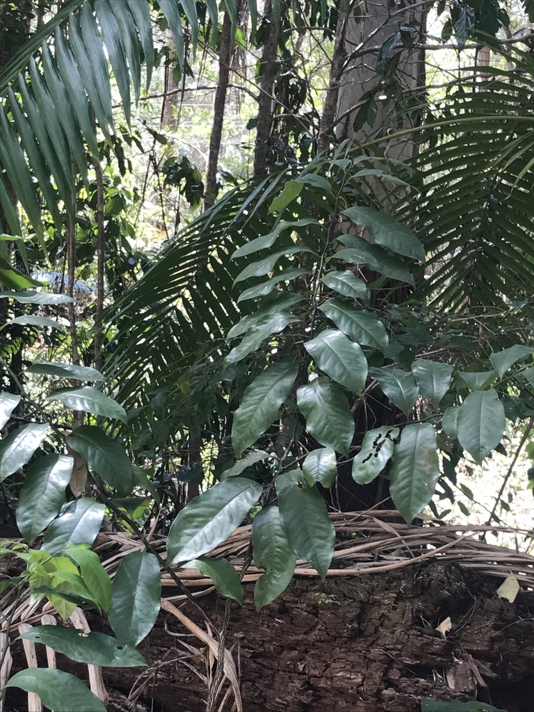 Bolwarra from Dularcha National Park, Landsborough, QLD, AU on ...