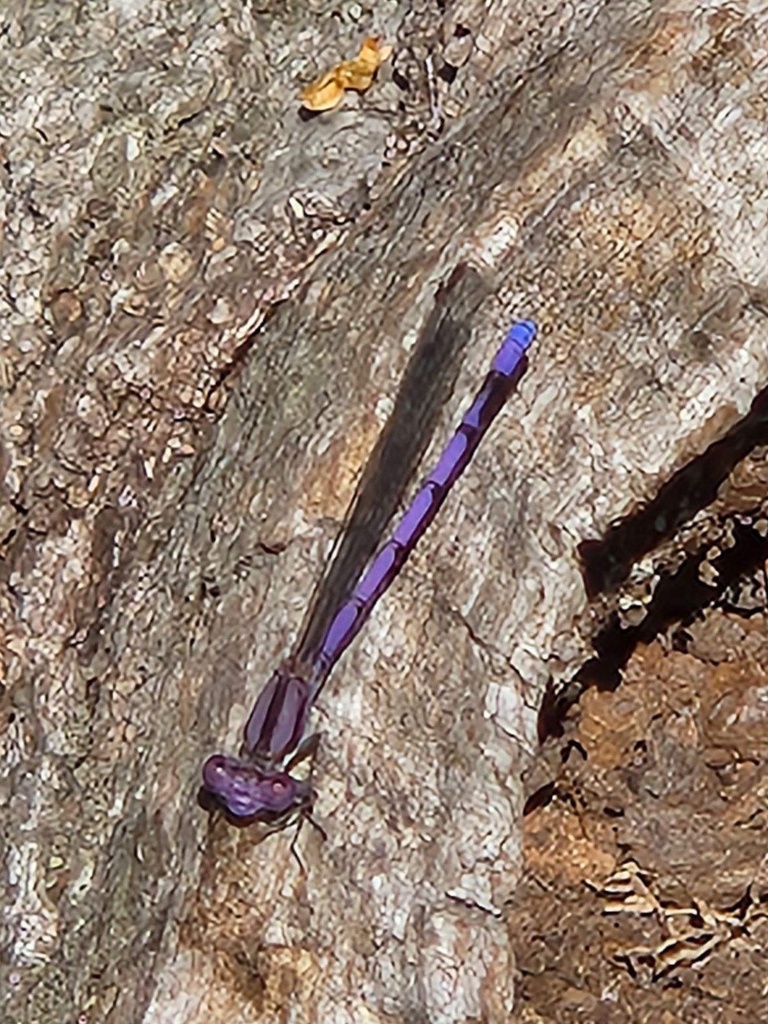 Violet Dancer from Lincoln Woods State Park, Lincoln, RI, US on August ...