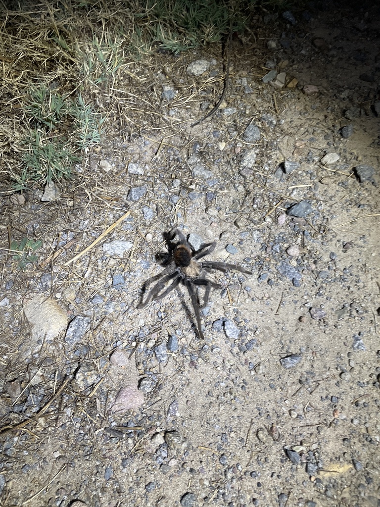 California Ebony Tarantula from Mission Trails Regional Park, San Diego ...