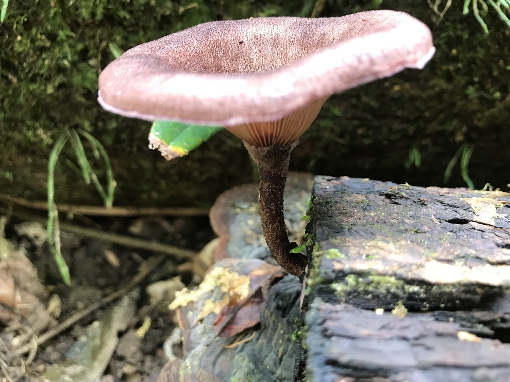 Panus velutinus from Babinda QLD 4861, Australia on September 10, 2023 ...