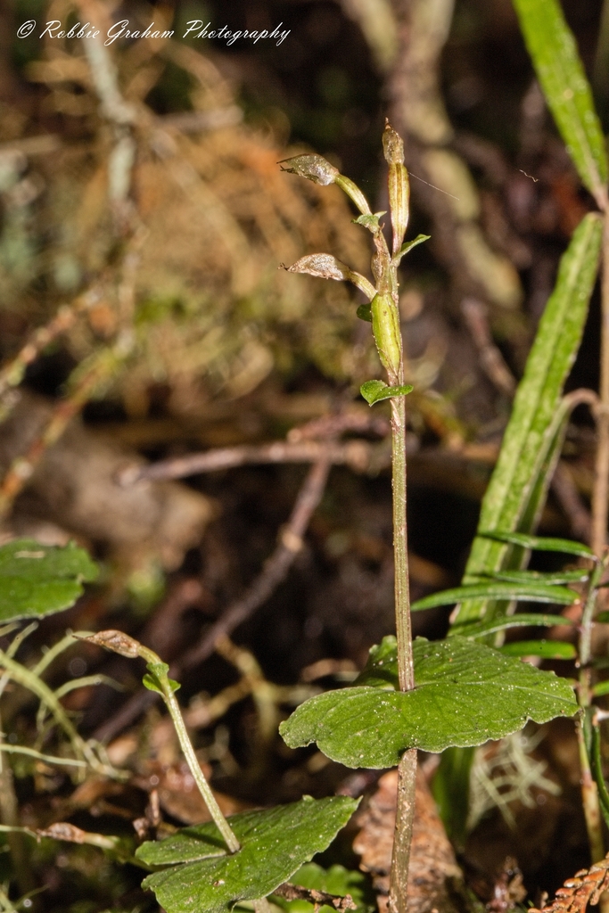 Pixie cap from Ohakune on September 16, 2023 by Robbie Graham. Finished ...