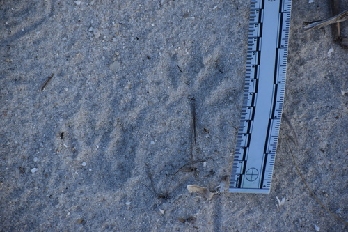 Raccoon Tracks – NatureTracking