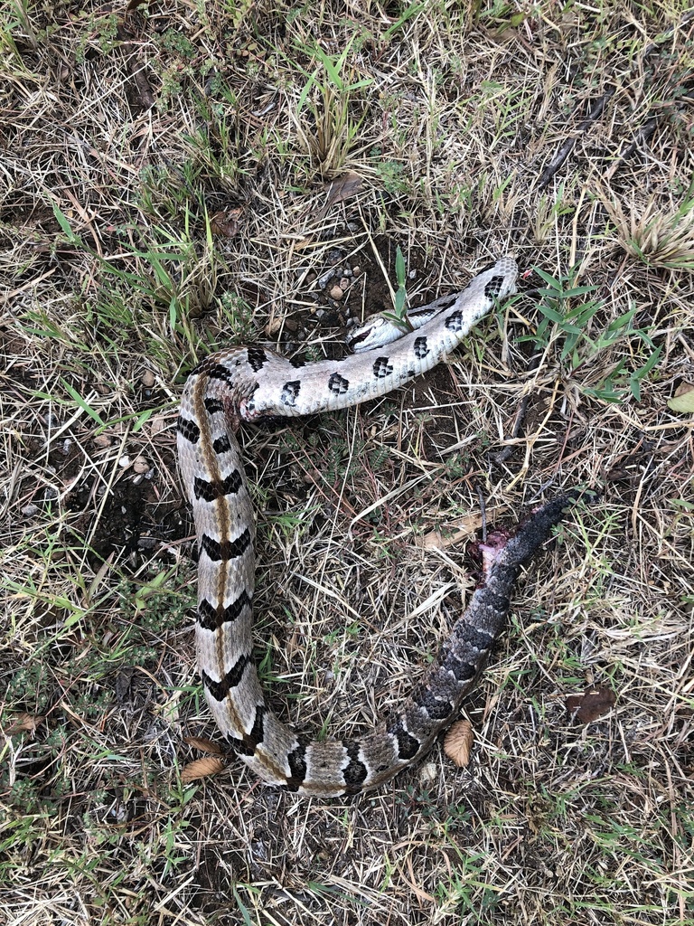 Timber Rattlesnake in September 2023 by Neil Balchan. Dead on road ...