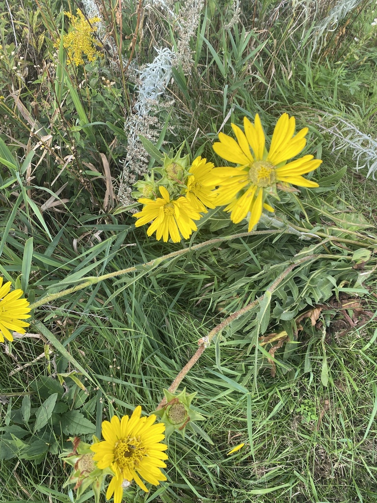 compass plant from Whitewater, WI, US on September 13, 2023 at 01:06 PM ...